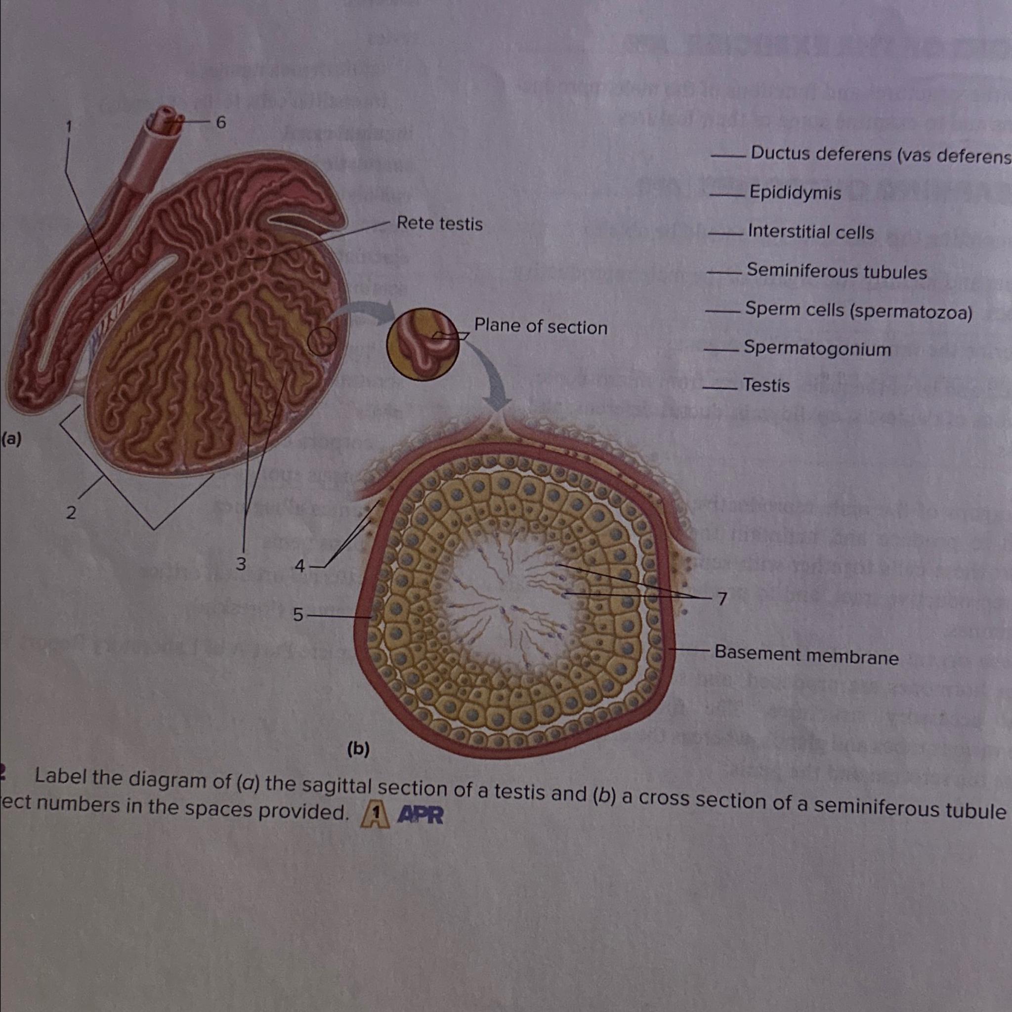 Solved (a)Label the diagram of (a) ﻿the sagittal section of | Chegg.com