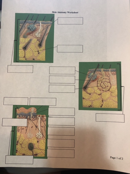 Solved Skin Anatomy Worksheet um Page 1 of 2 Word Bank | Chegg.com