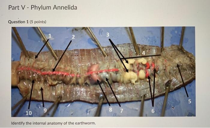 Solved Part V - Phylum Annelida Question 1 (5 points) 2 3 5 | Chegg.com