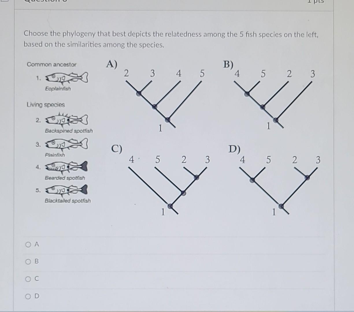 Solved Choose the phylogeny that best depicts the | Chegg.com