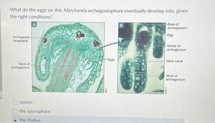 Solved What do the eggs on this Marchantia archegoniophore | Chegg.com