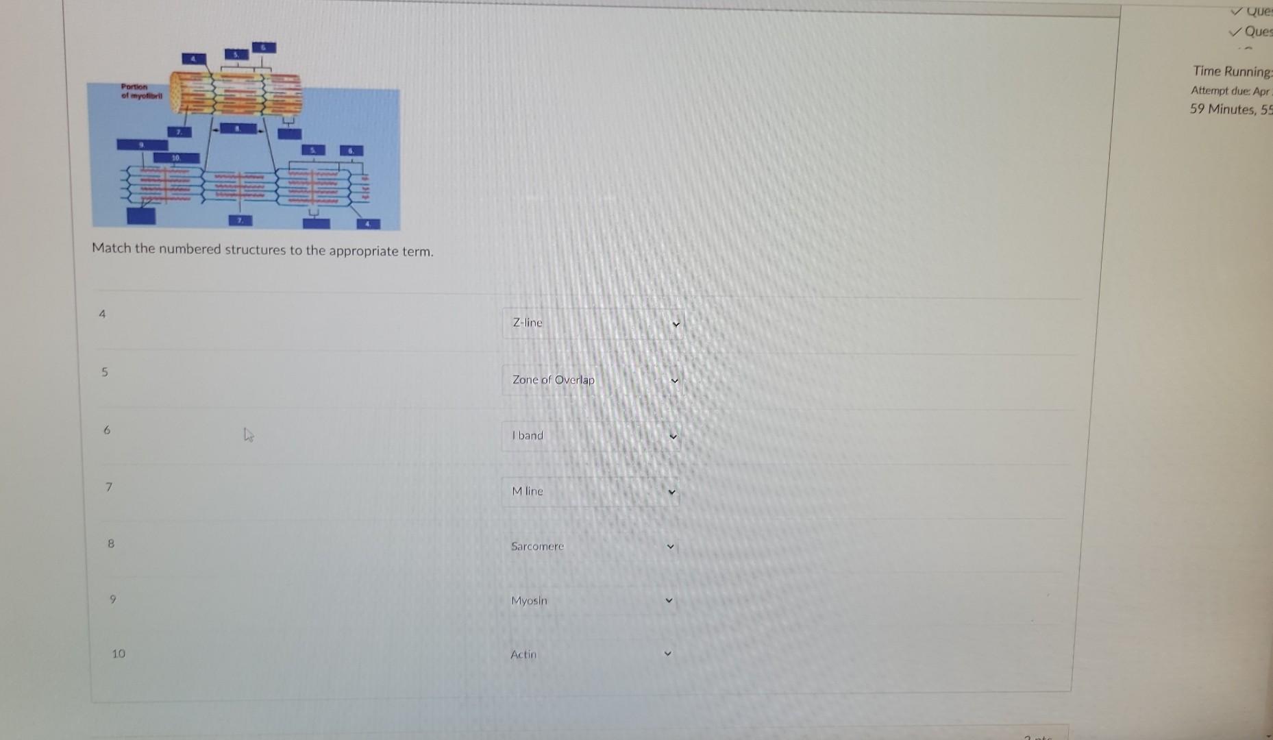 Solved Match the numbered structures to the appropriate | Chegg.com