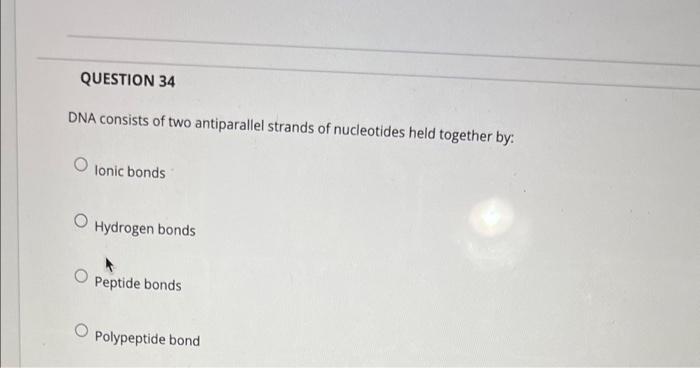 Solved QUESTION 34 DNA consists of two antiparallel strands | Chegg.com
