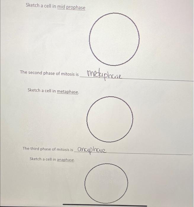 Solved Sketch a cell in mid prophase The second phase of | Chegg.com