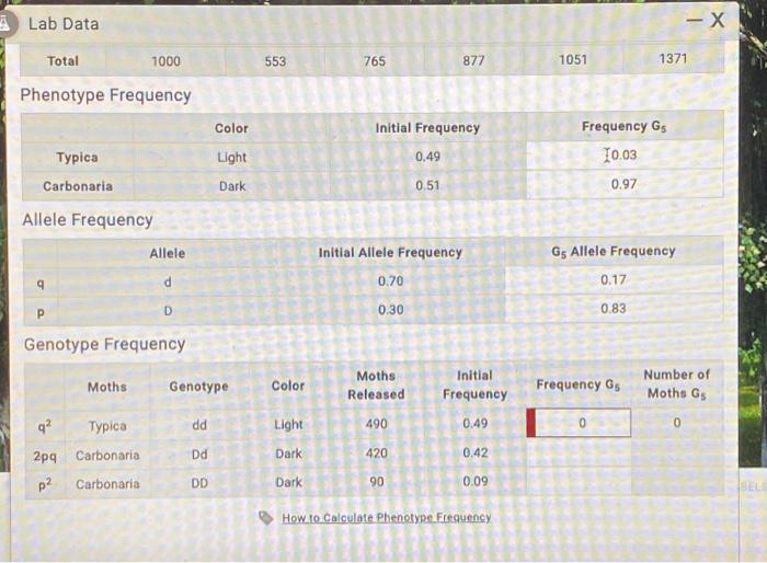 Solved Phenotype Frequency Allele Frequency Genotype | Chegg.com