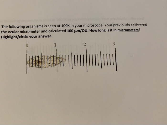 Solved The following organisms is seen at 100X in your | Chegg.com
