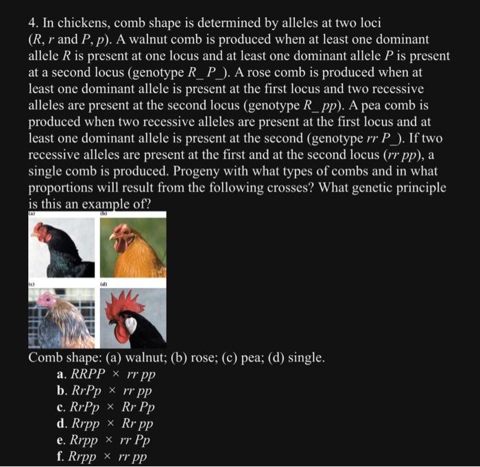 Solved 4. In chickens, comb shape is determined by alleles | Chegg.com