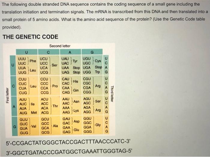 Solved Cys UUC The following double stranded DNA sequence | Chegg.com