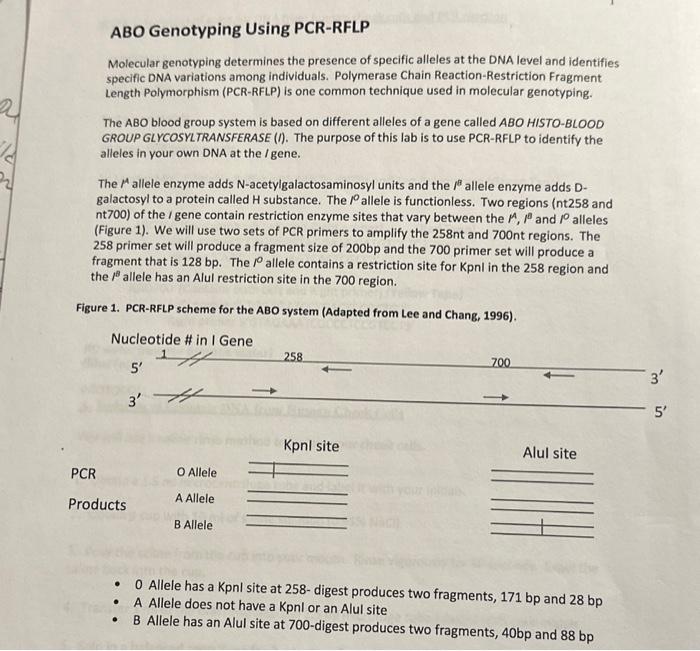 Solved 4. Determine the genotypes and phenotypes based on | Chegg.com