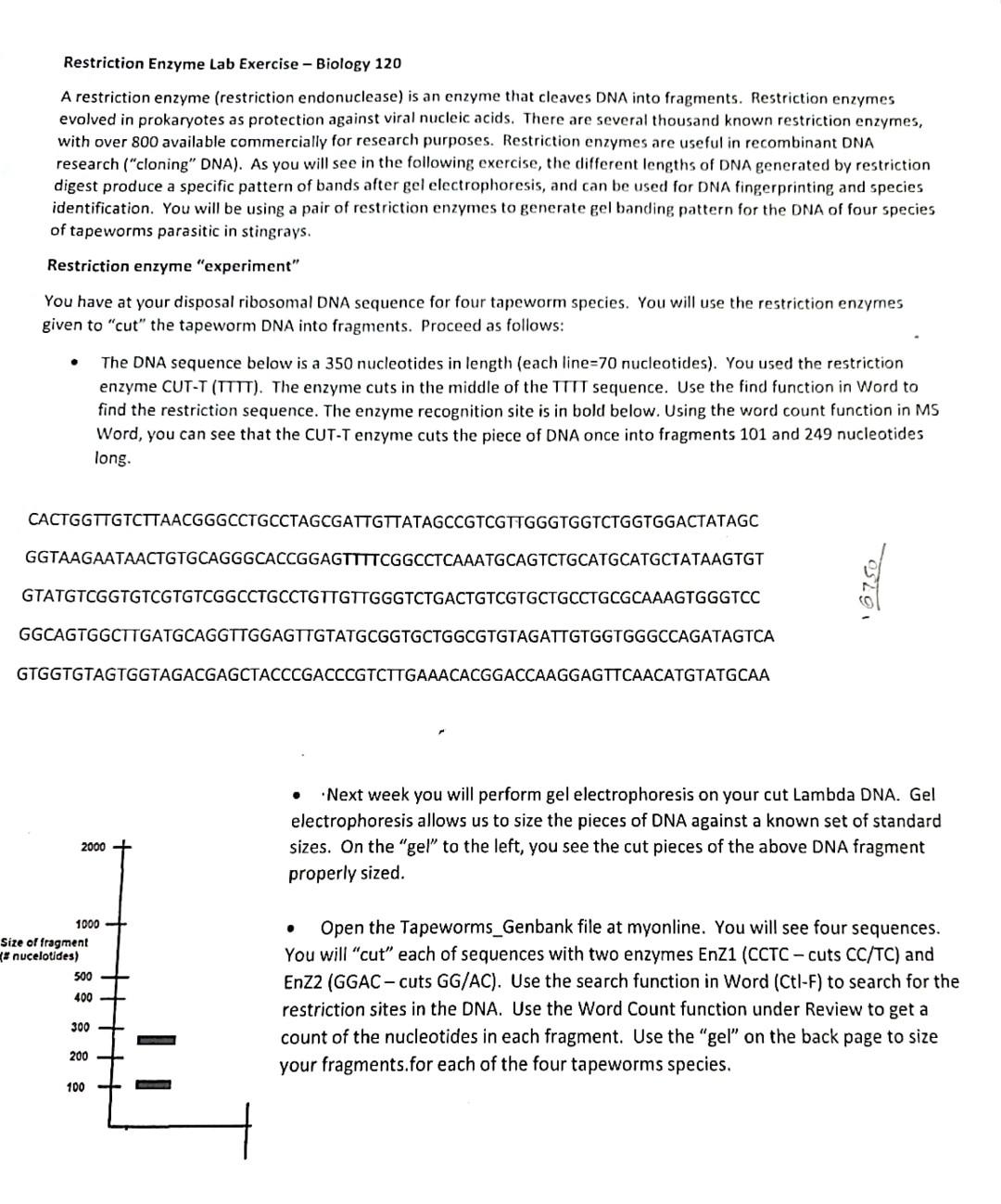 Restriction Enzyme Lab Exercise - Biology 120 A | Chegg.com