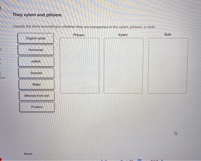 Solved They xylem and phloem Classify the items according to | Chegg.com