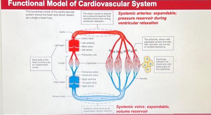 Solved describe the functional model of the circulatory | Chegg.com