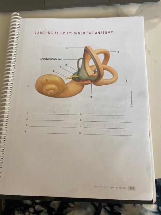 Solved LABELING ACTIVITY: INNER EAR ANATOMY Endolymphatic | Chegg.com