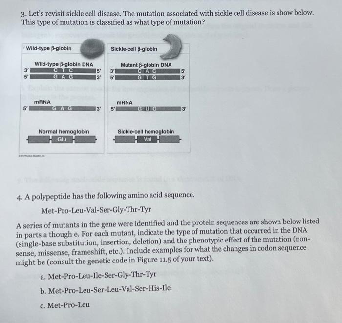 Solved 3. Let's revisit sickle cell disease. The mutation | Chegg.com
