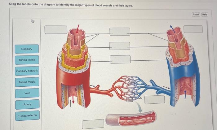 Drag The Labels Onto The Diagram To Identify The Veins Ch 21