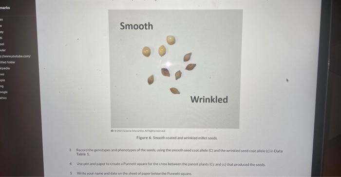 Solved Record the genotypes and phenotypes of the seeds | Chegg.com