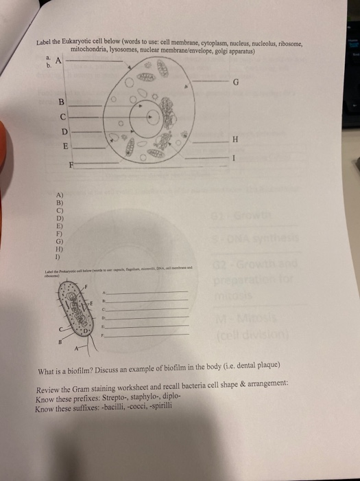 Solved Label the Eukaryotic cell below (words to use: cell | Chegg.com