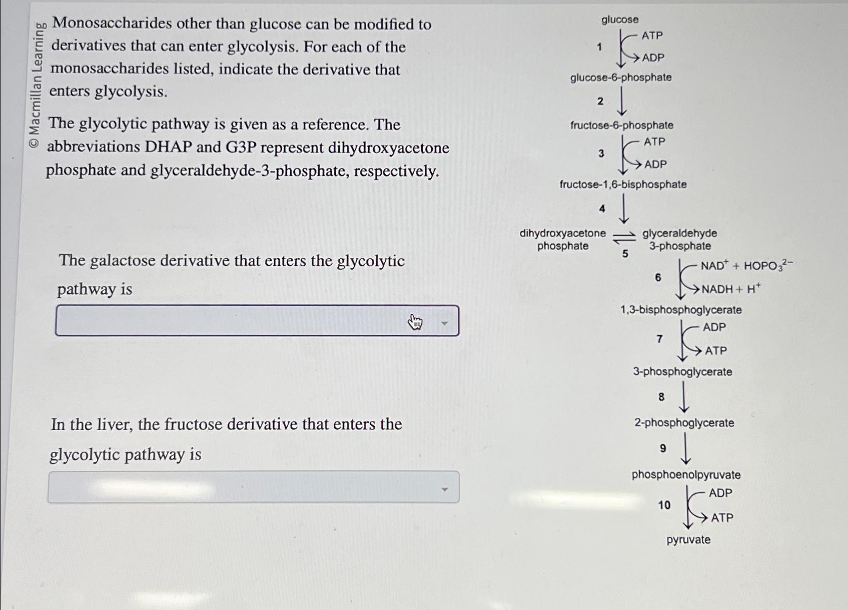 Solved Monosaccharides other than glucose can be modified to | Chegg.com