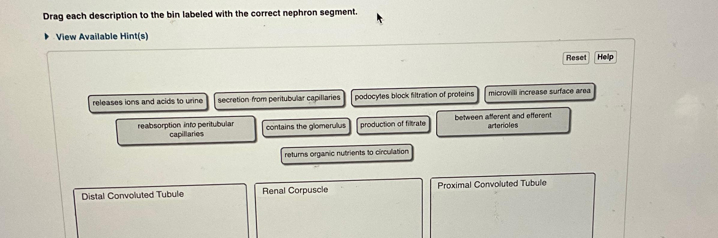 Solved Drag each description to the bin labeled with the | Chegg.com