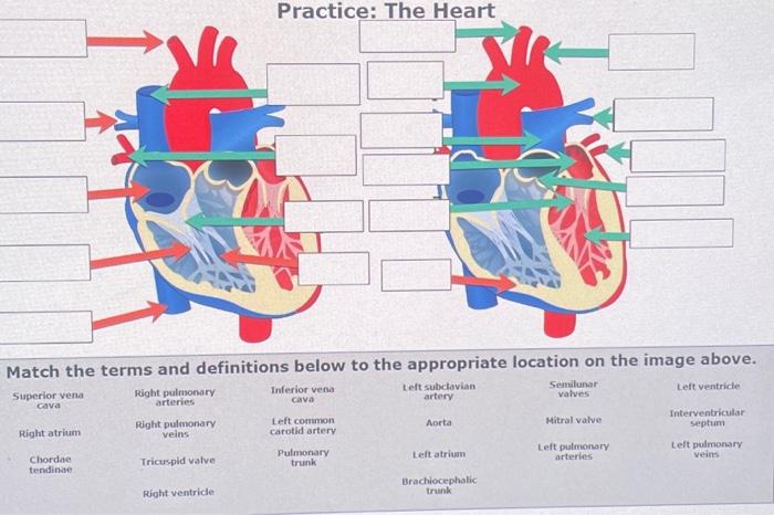 Solved Practice: The Heart Match the terms and definitions | Chegg.com