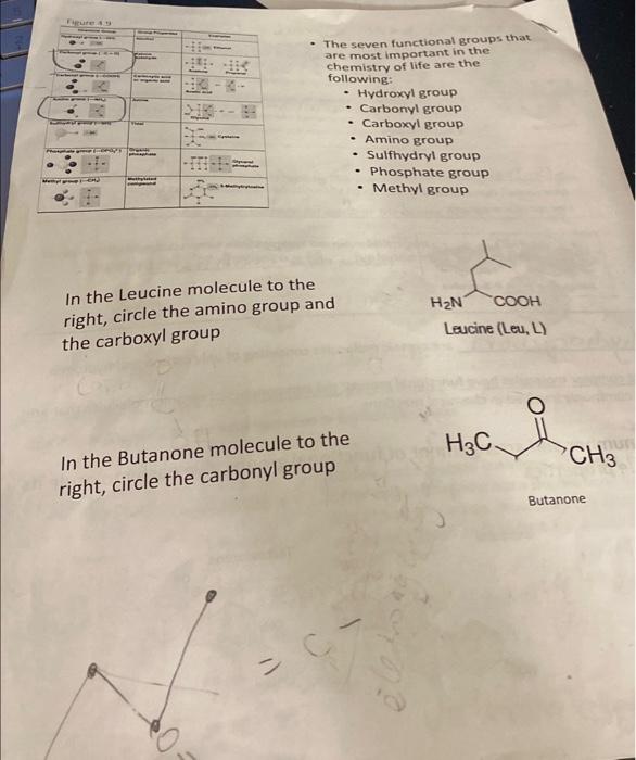 Solved - The seven functional groups that are most important | Chegg.com