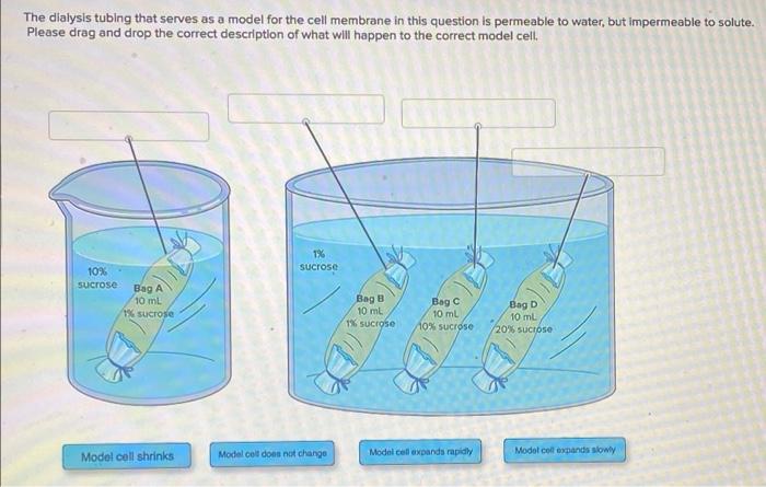 Solved How is the dialysis membrane different from a living | Chegg.com