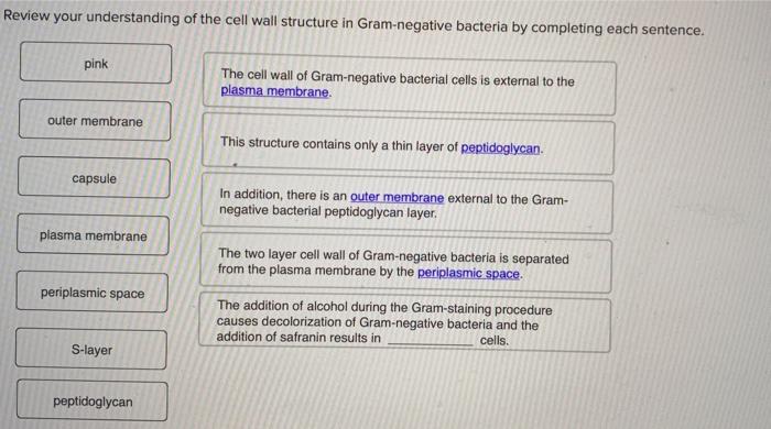 Solved Review your understanding of the cell wall structure | Chegg.com