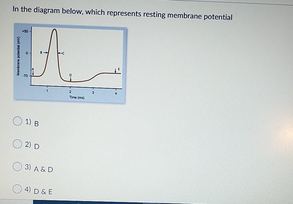 Solved In the diagram below, which represents resting | Chegg.com