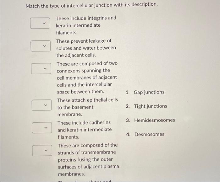 Solved Match the type of intercellular junction with its | Chegg.com