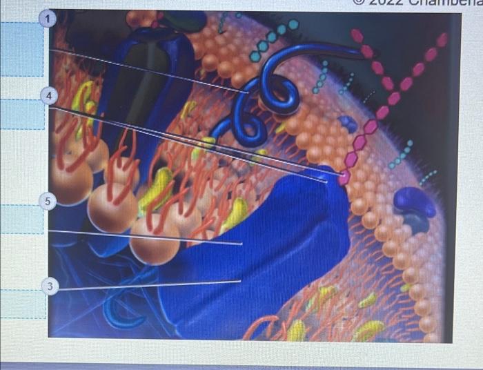 Solved Cytoskeleton Arrange the following in order from | Chegg.com
