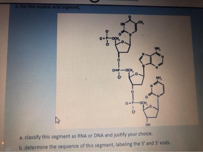 Solved 2. For this nucleic acid segment, ..- OCH, OPOCH, | Chegg.com
