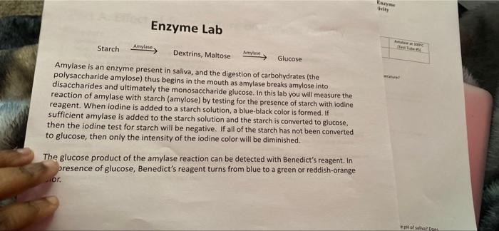 Enzyme Lab Armyte Starch Amylase Dextrins, Maltose | Chegg.com