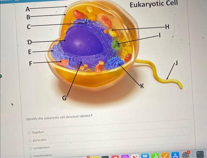 Solved Identify the eukaryotic cell structure labeled F | Chegg.com