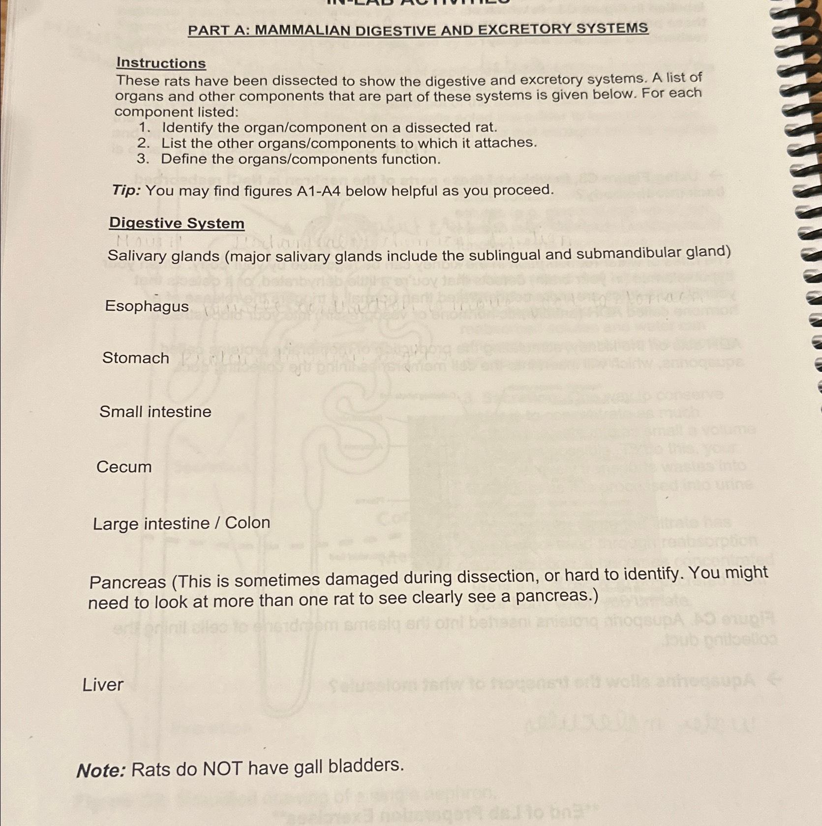 Solved PART A: MAMMALIAN DIGESTIVE AND EXCRETORY | Chegg.com