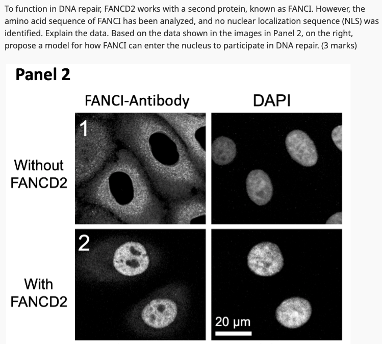 Solved To function in DNA repair, FANCD2 ﻿works with a | Chegg.com