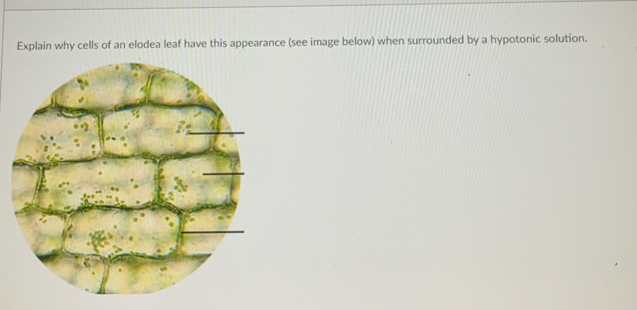 Solved Explain why cells of an elodea leaf have this | Chegg.com