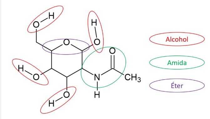 Solved Give the functional group of the proline. Give the | Chegg.com