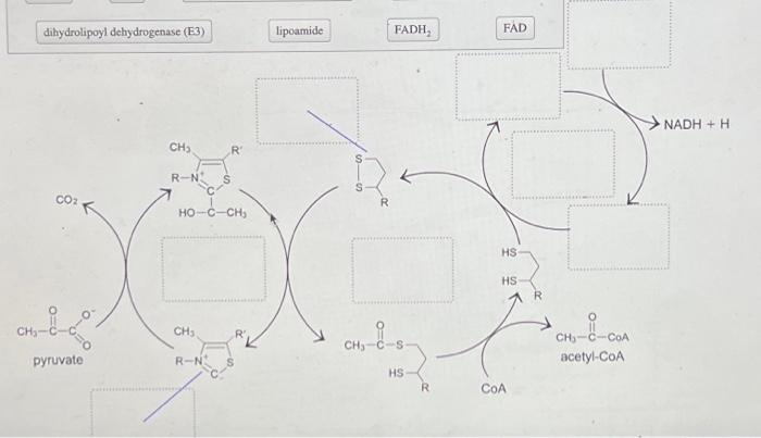 Solved The pyruvate dehydrogenase complex converts pyruvate | Chegg.com