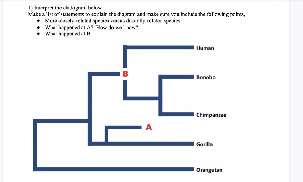 Solved 1) Interpret the cladogram below Make a list of | Chegg.com