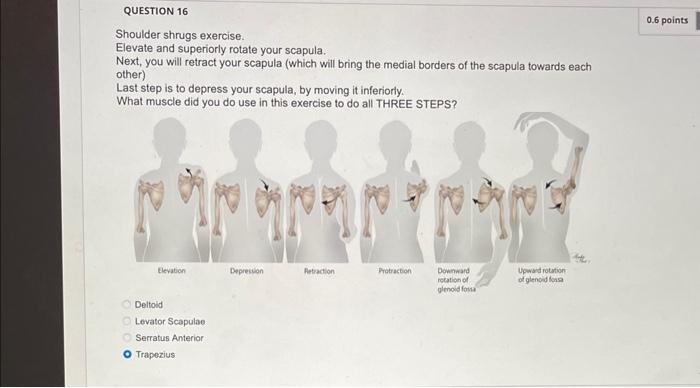 Solved Shoulder shrugs exercise. Elevate and superiorly | Chegg.com