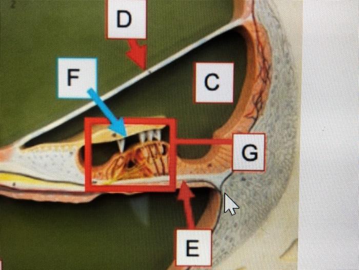 Solved A) What tubular component is labeled as "A"? What is | Chegg.com