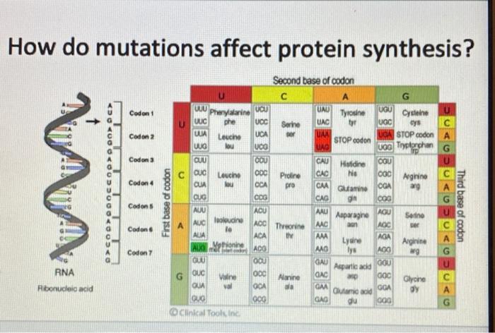 Solved Part 3: Mutation Mutations refer to random changes in | Chegg.com