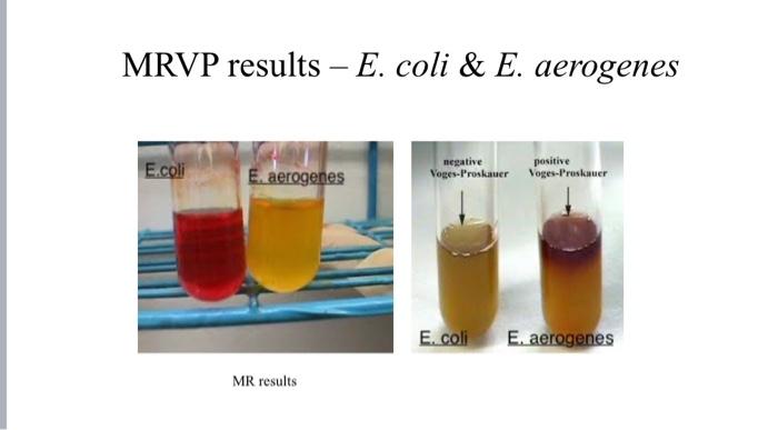 Fermentation - Data MRVP - DataE. coli-fermentation | Chegg.com