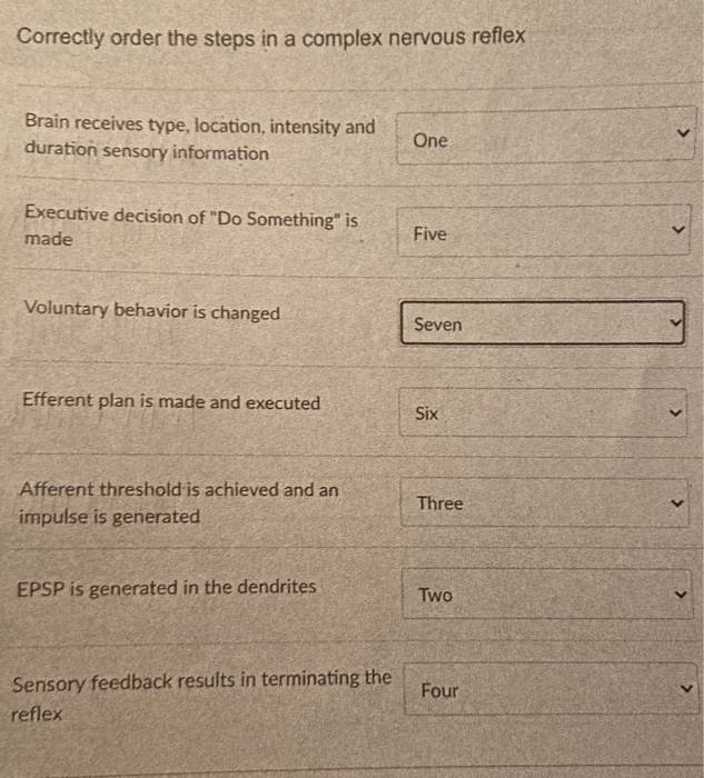 Solved Correctly order the steps in a complex nervous reflex | Chegg.com