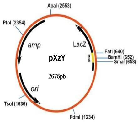 Solved The lab provide you with an aliquot of the pXzY | Chegg.com