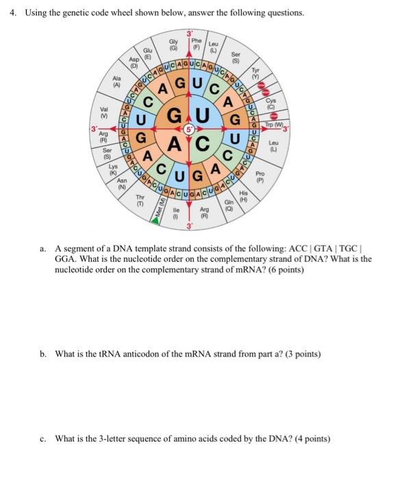 Solved Using the genetic code wheel shown below, answer the | Chegg.com