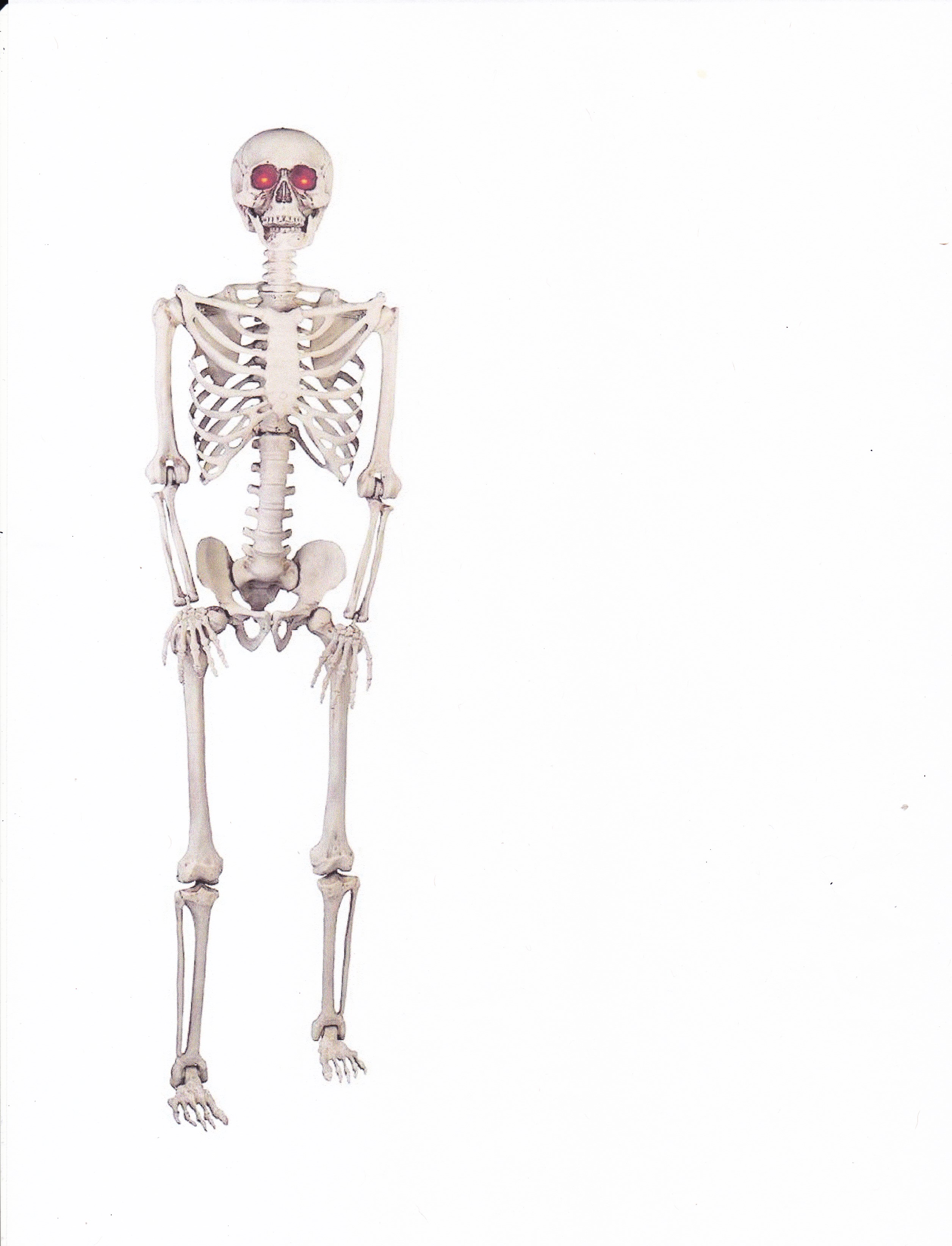 Solved Name and label (you can use arrows) 4 ﻿bones and/or | Chegg.com