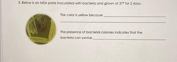 Solved 3. Below is an MSA plate inoculated with bacteria and | Chegg.com