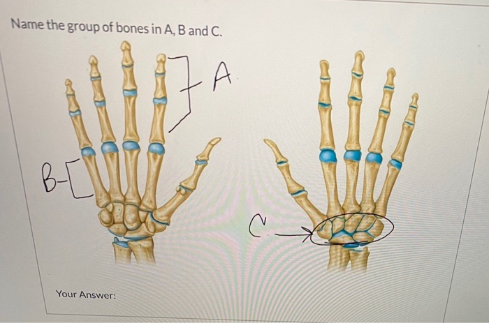 Solved Name the group of bones in A, B and C. А BE C Your | Chegg.com