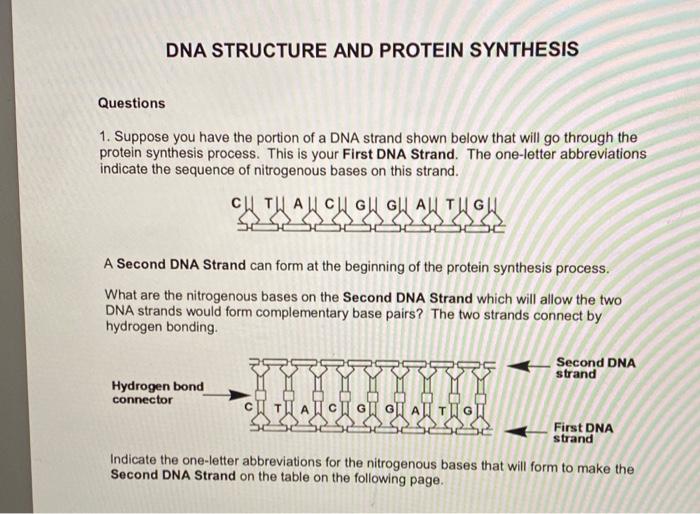 Solved DNA STRUCTURE AND PROTEIN SYNTHESIS Questions 1. | Chegg.com